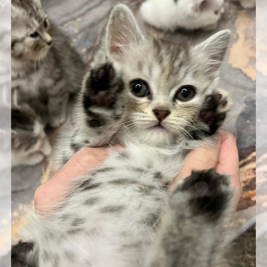 Персидский котёнок