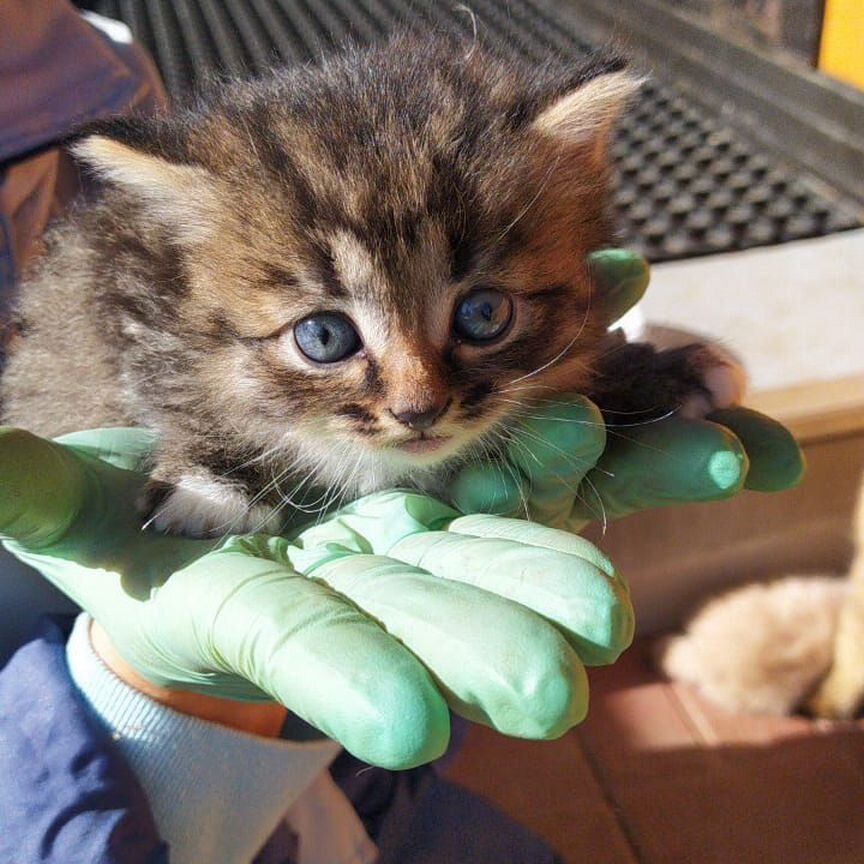 Котенок махонький