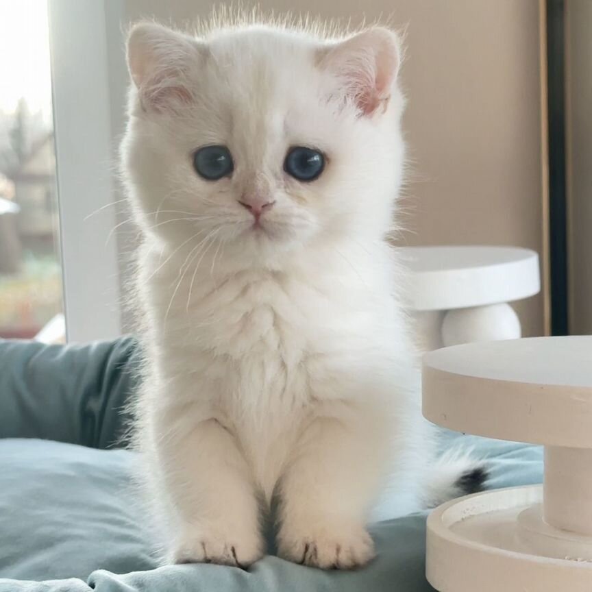 Британский короткошёрстный котёнок
