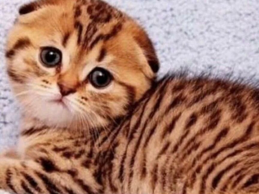 Котята