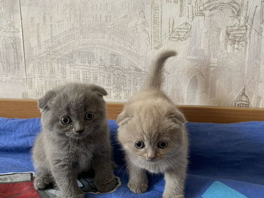 Шотландские котята