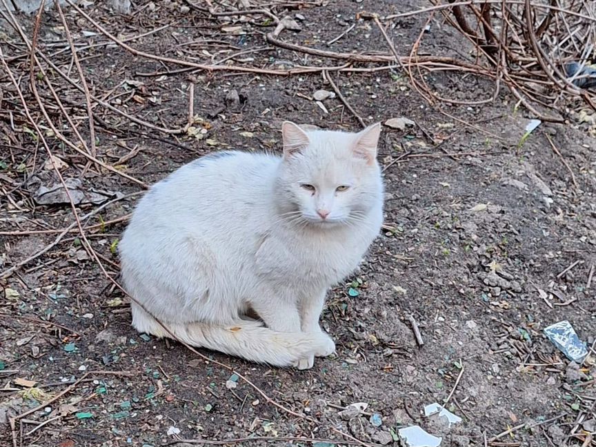 Кормят костями. Редкий 3 колор на улице