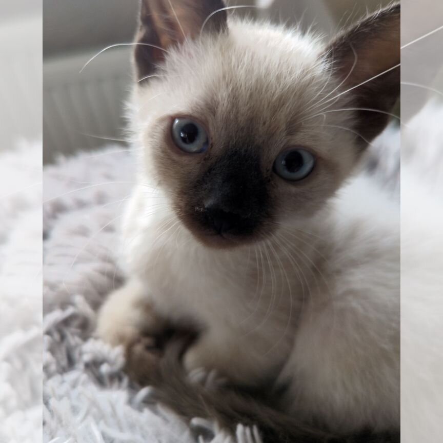 Котенок тайский