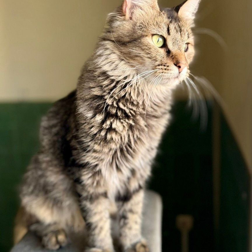 Очаровательный котик ждет человека