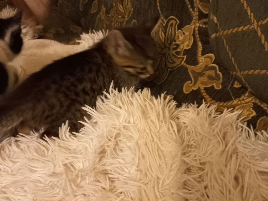 Котята