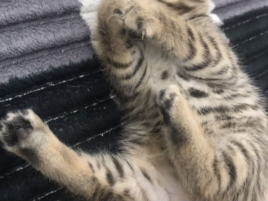 Британские котята