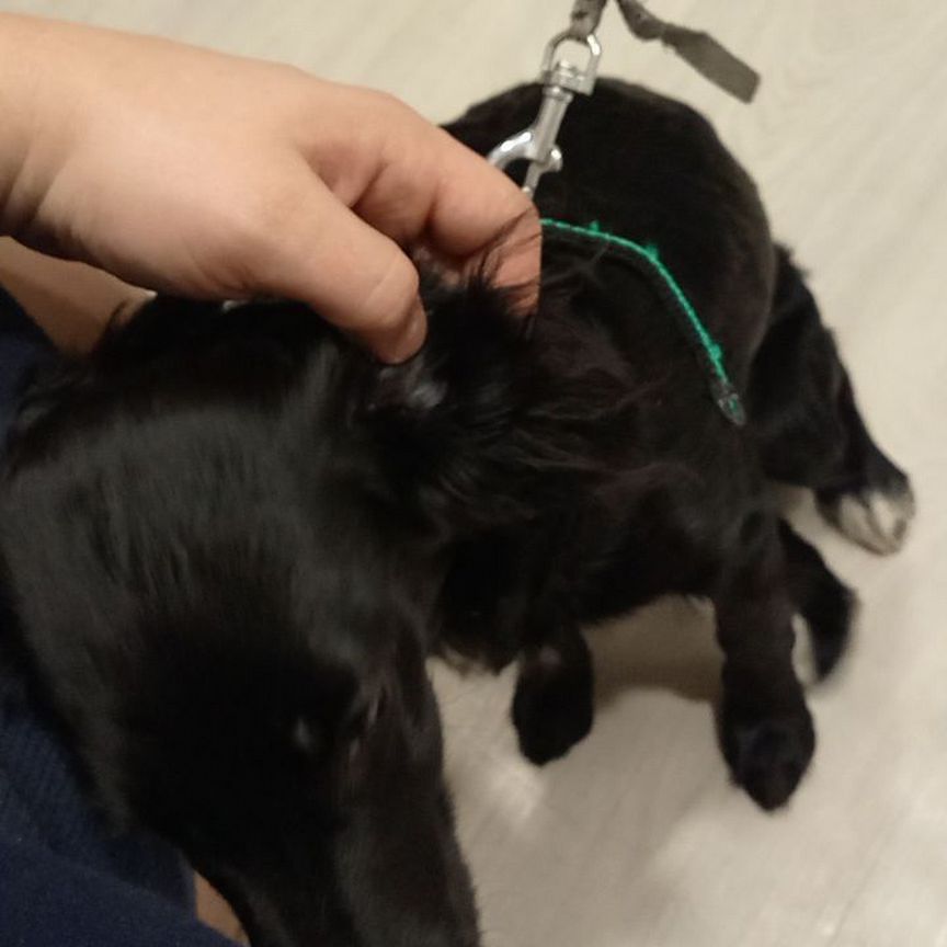 Руский спаниэль щенок 5 месяцев