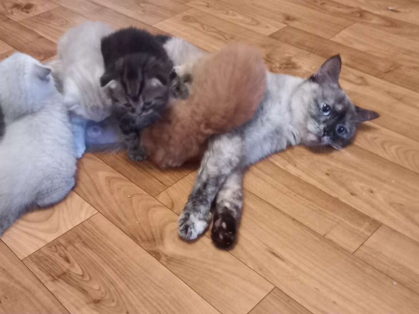 Шотландские котята