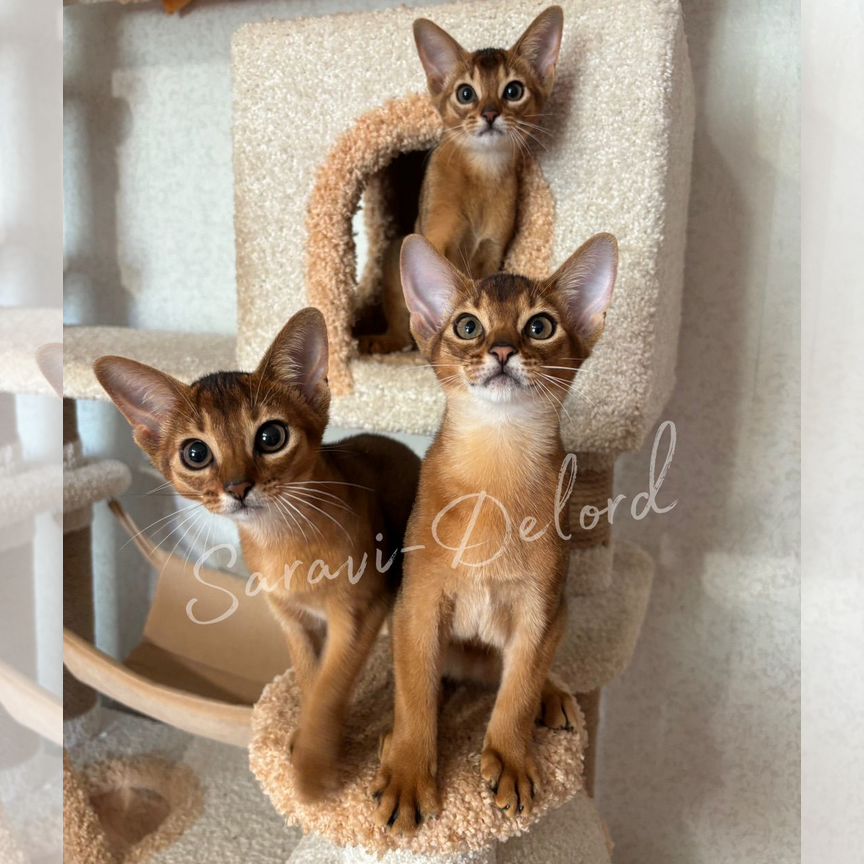 Чистокровные абиссинские котята
