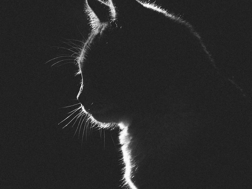 Котенок кошка черно-белая в добрые руки