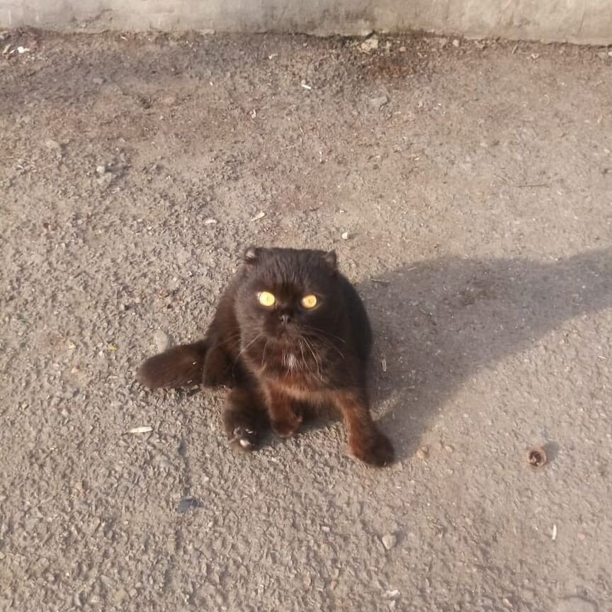 Котик в добрые руки, живет на улице