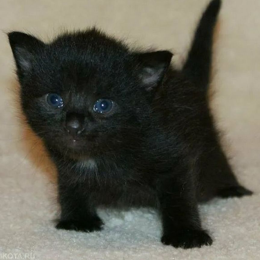 Котенок Люция