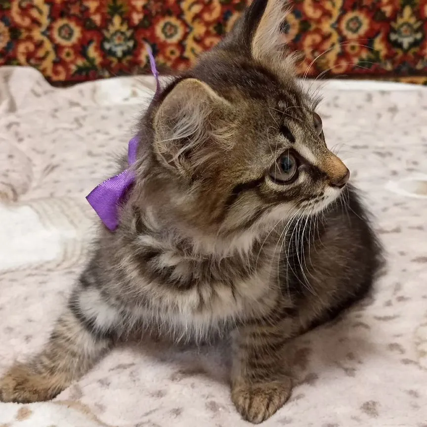 Котята ищут дом