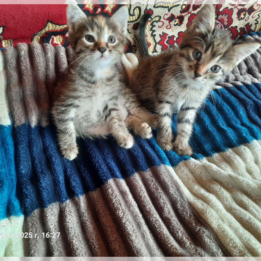 Котята