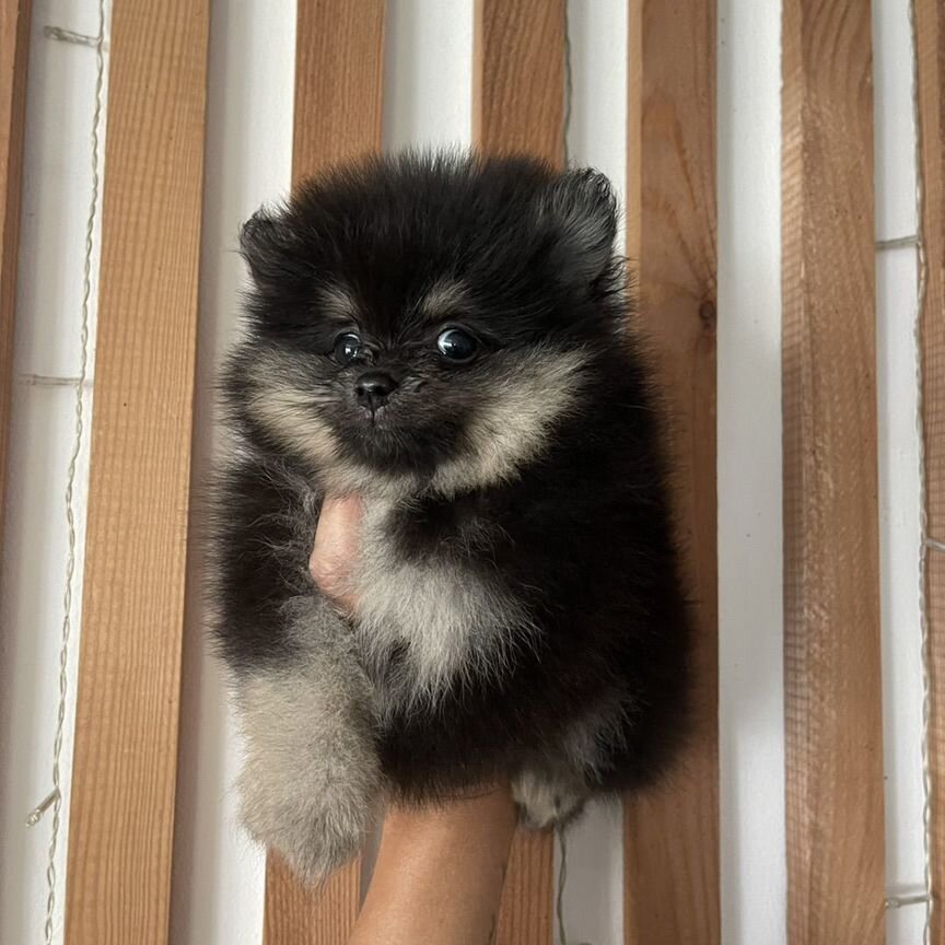 Мини помик мальчик