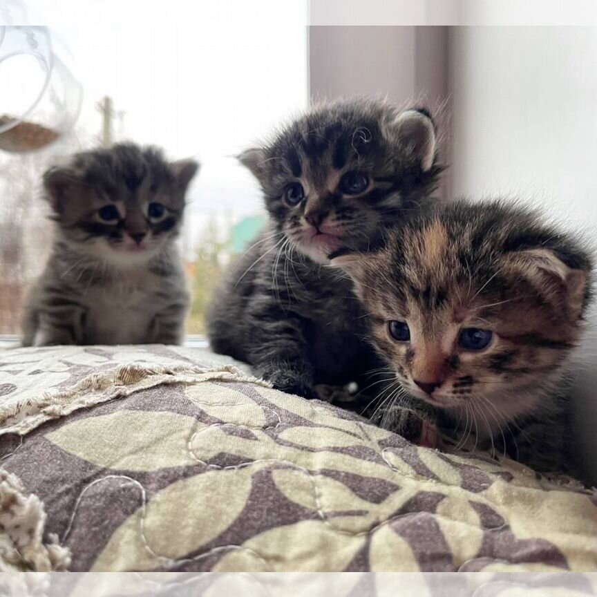 Курильский бобтейл длинношёрстный котёнок