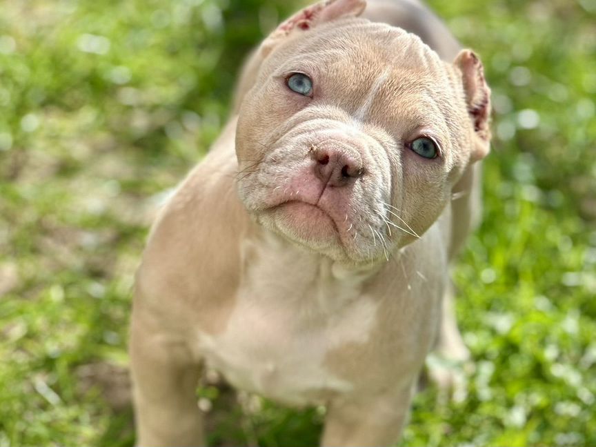 Девочка Американский булли покет