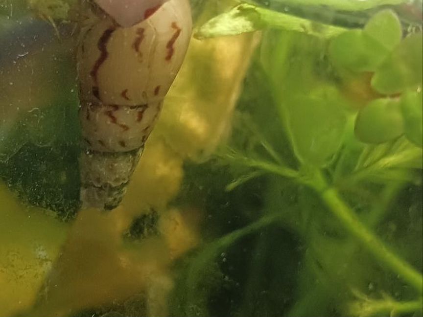 Улитки аквариумные