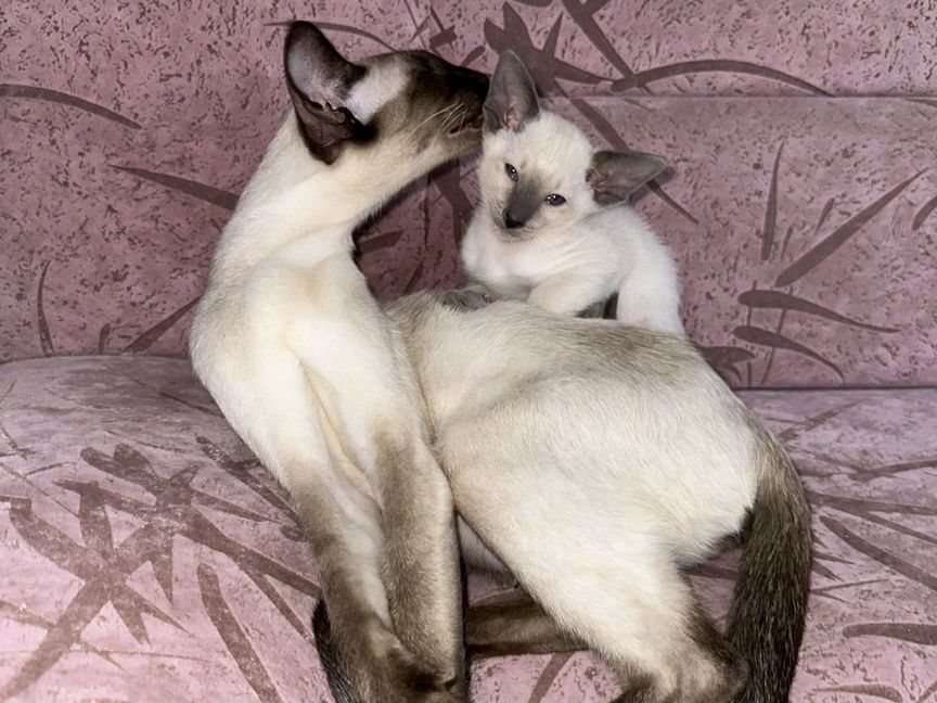 Красотка ориентальной породы