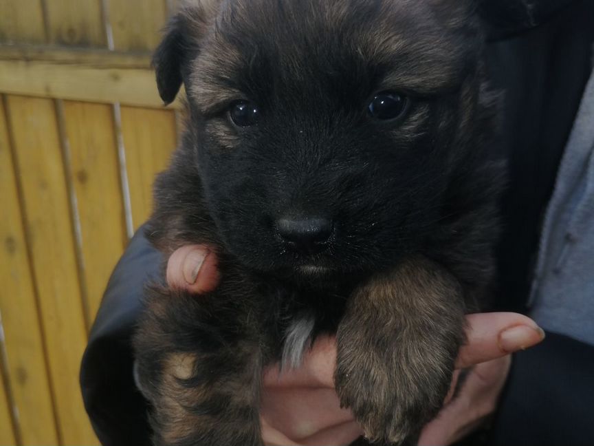 Подарю щеночка