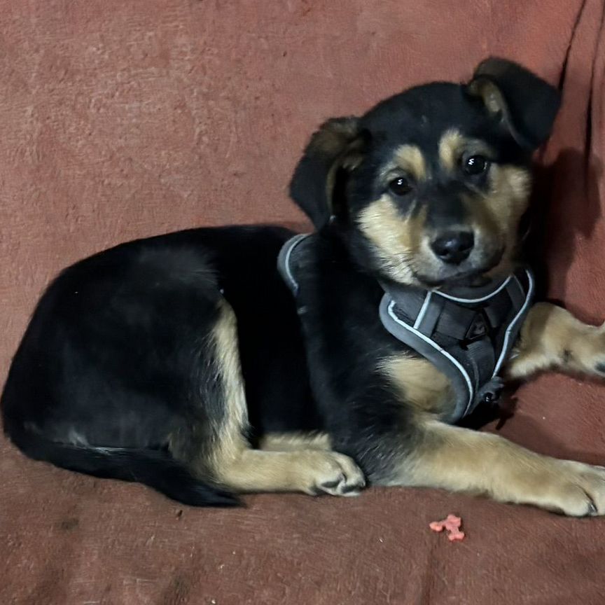 Щенок в добрые руки