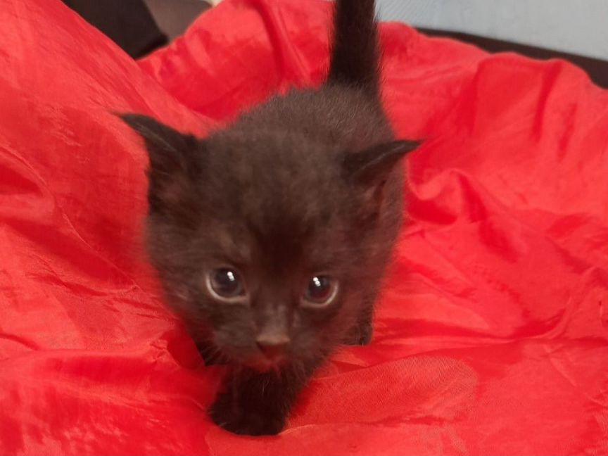 Котик Тигра