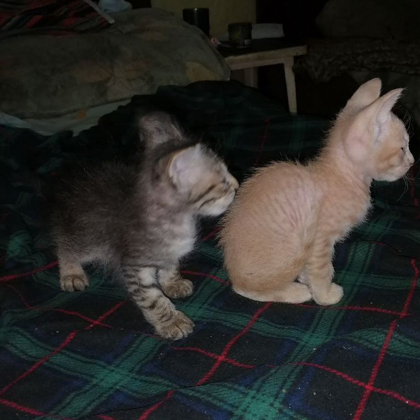 Домашние животные котята бесплатно