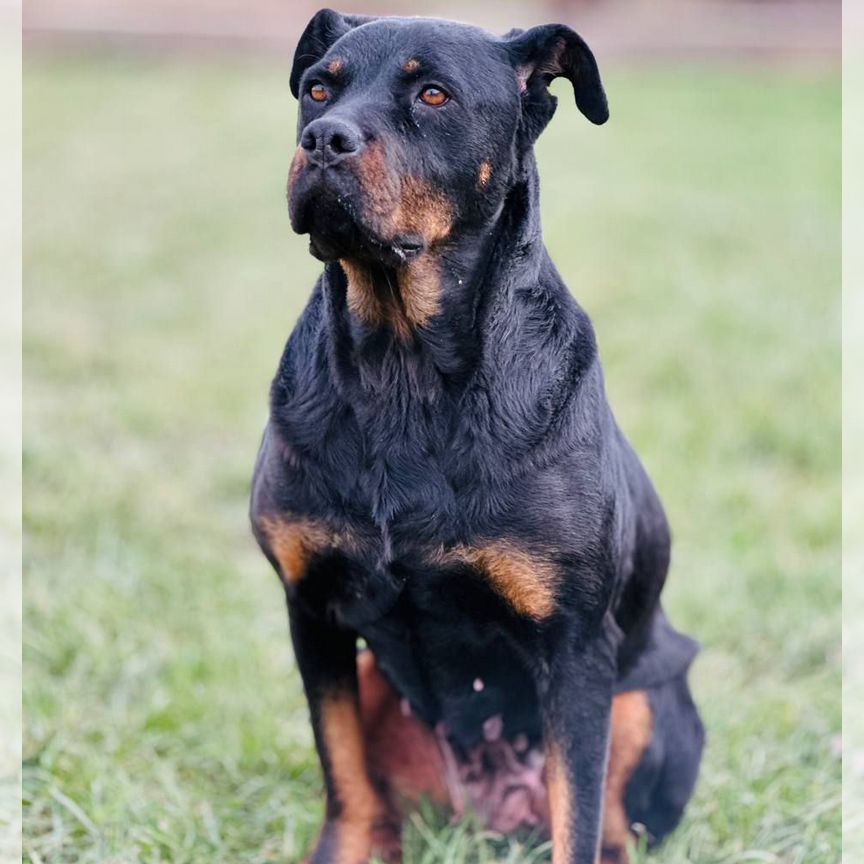 Ротвейлер, взрослая собака