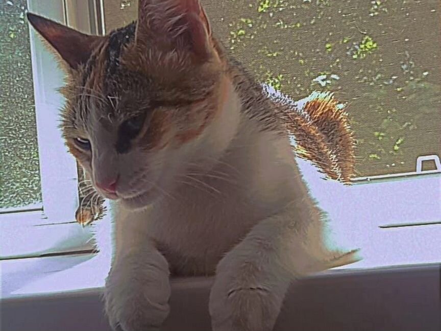 Кошка потеряшка