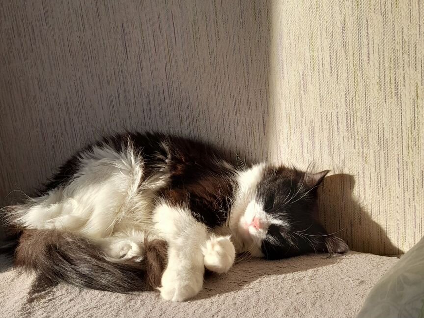 Кошка в дар