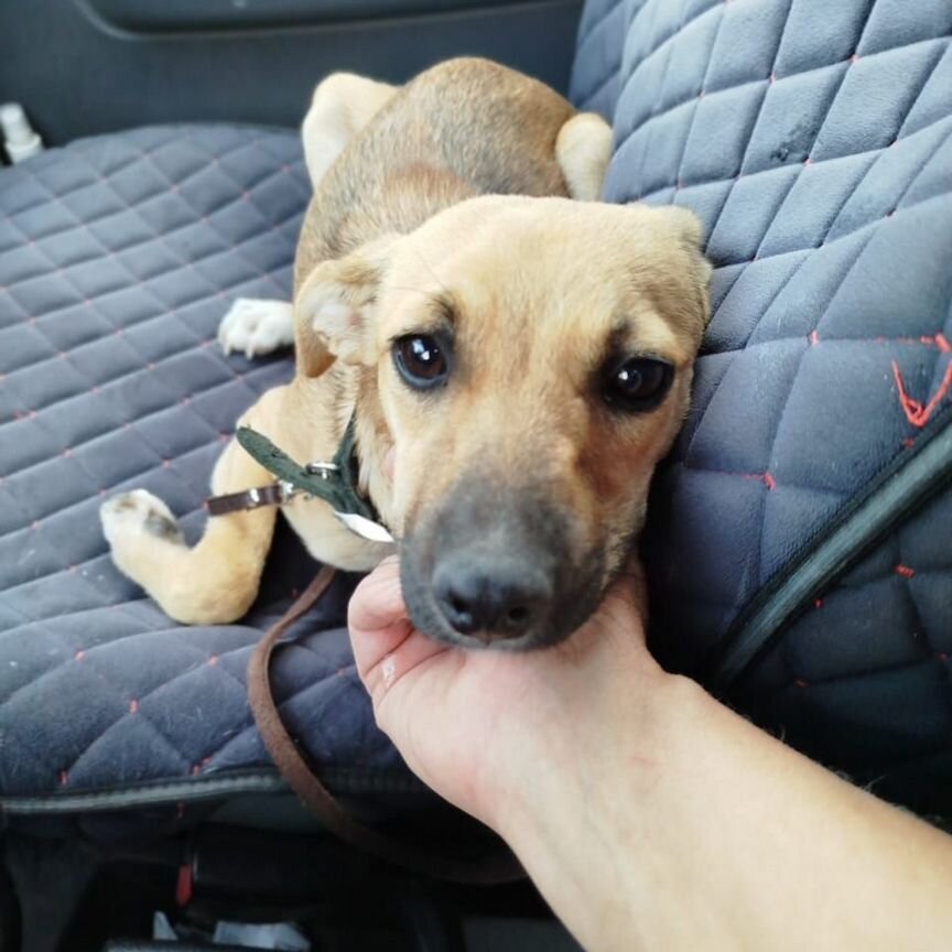 Маленькая собачка в добрые руки