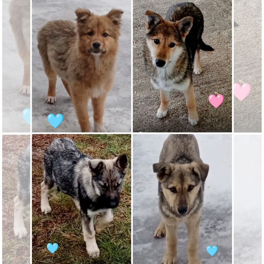 Щенок в добрые руки