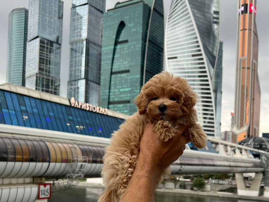 Мальтипу f1 mini