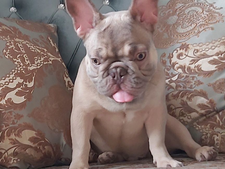 Французик лиловый фавн