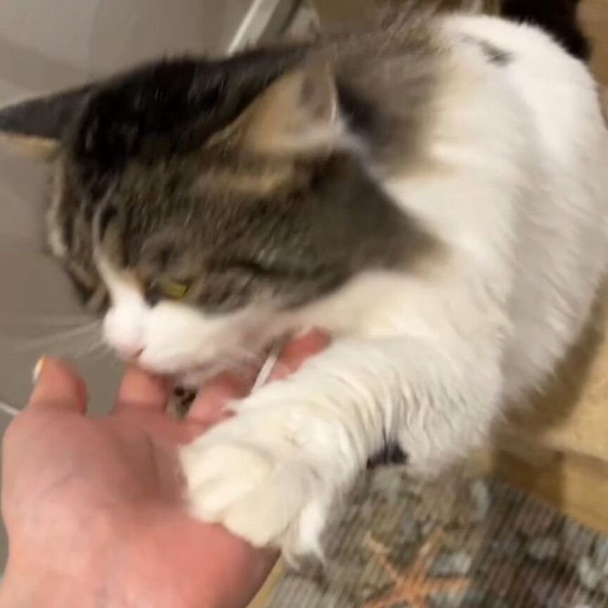 Коты в добрые руки