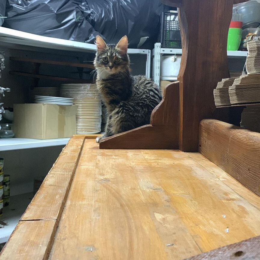 Кошка невская маскарадная