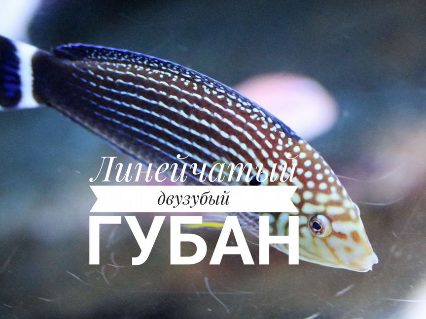 Линейчатый губан (морская рыбка в наличии)