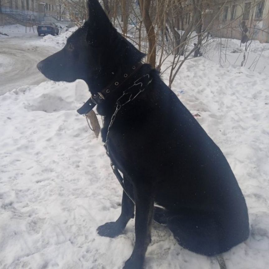 Продам щенков немецкой овчарки