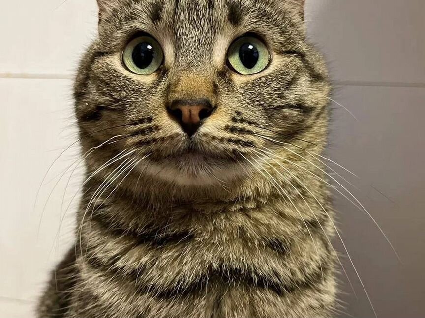 Кот Вася ищет дом