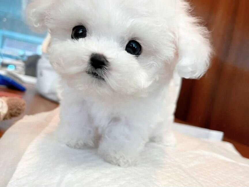 Продам щенка