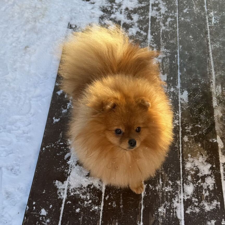 Немецкий шпиц