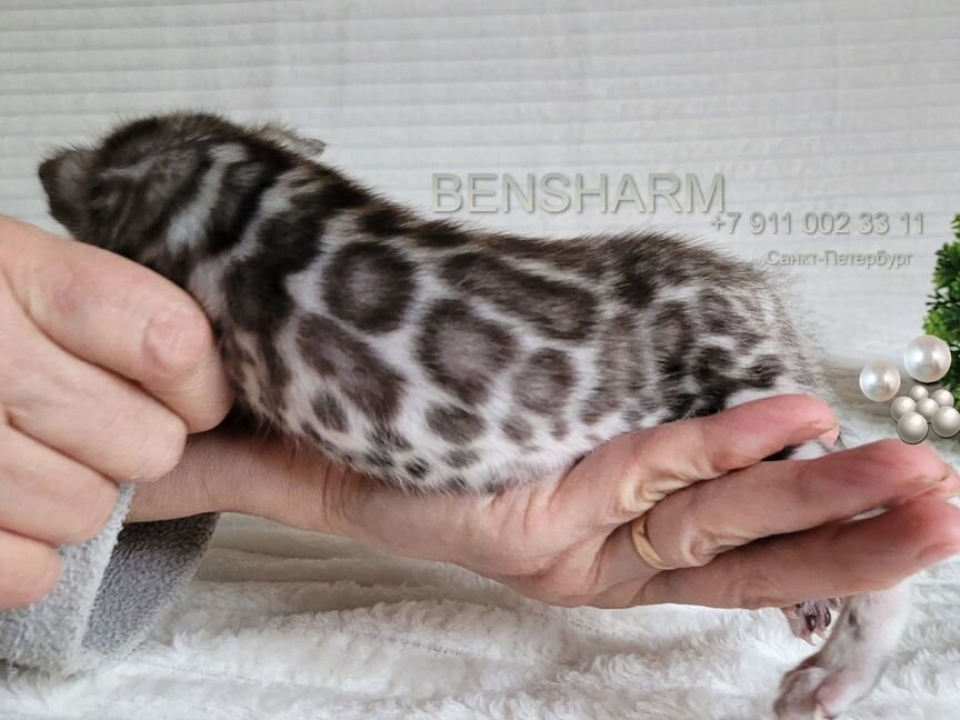 Девочка Серебро в разведение