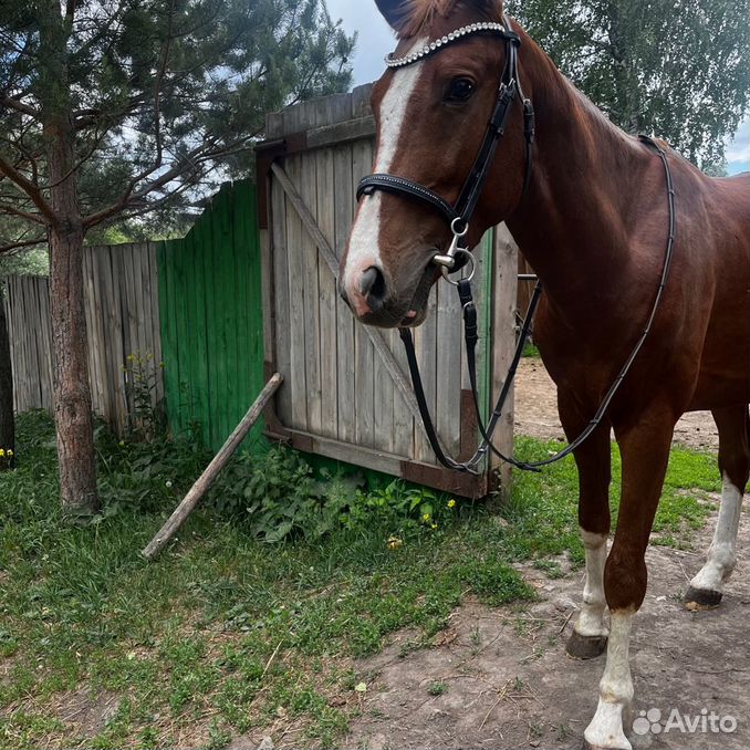 Жеребец