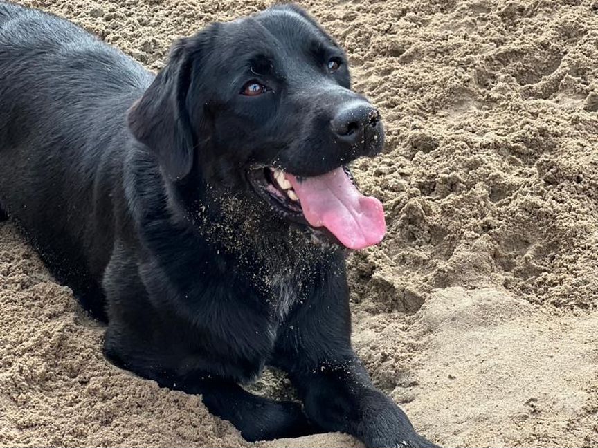 Собака в добрые руки