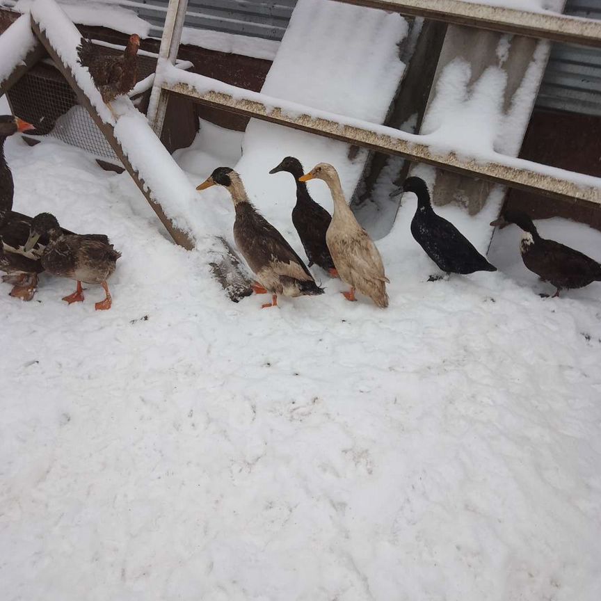 Индийский.бегунок