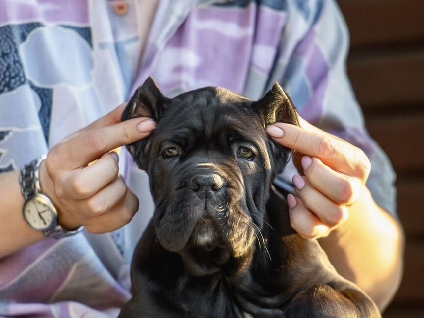 Чёрная девочка кане корсо