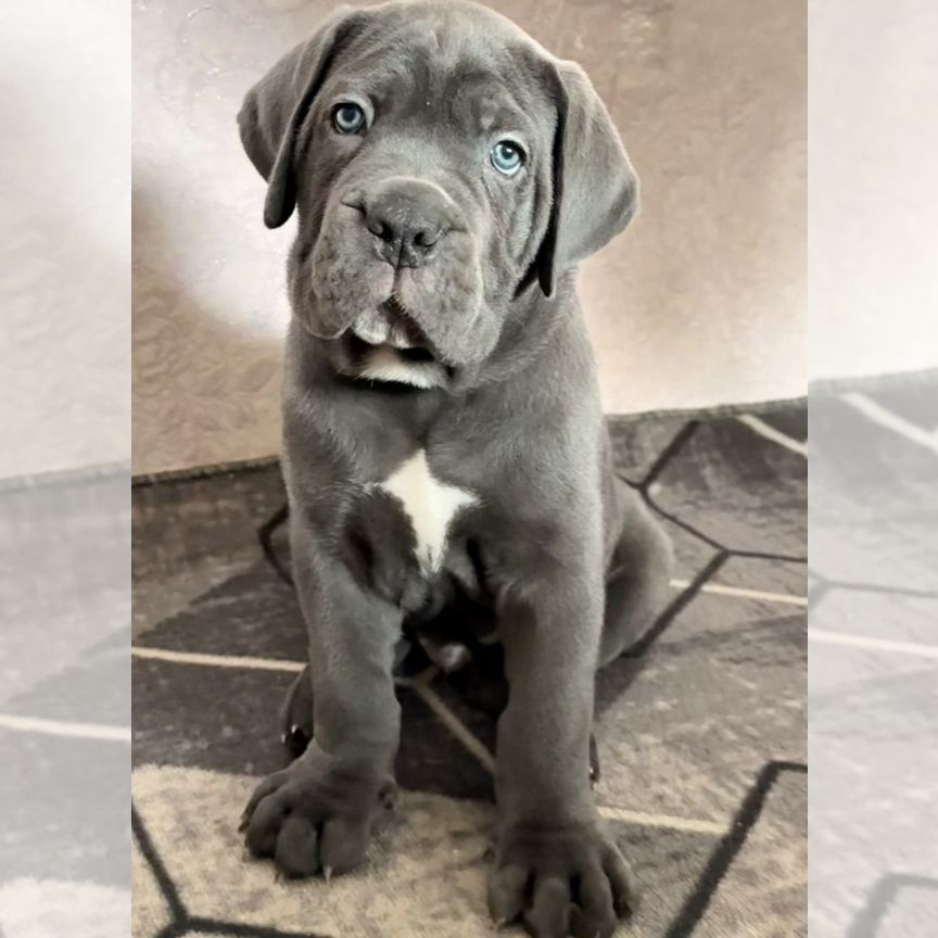 Кане-корсо, щенок