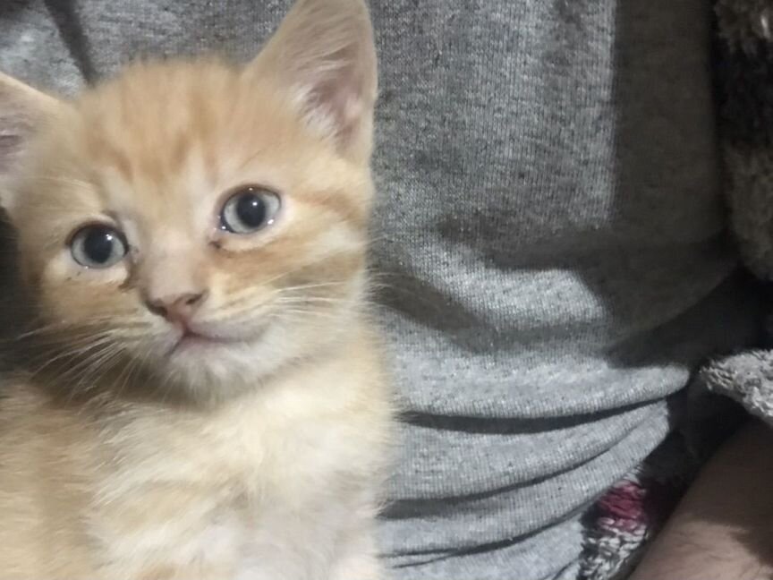 Рыжий котенок в добрые руки бесплатно