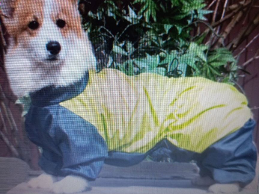 Одежда для собак