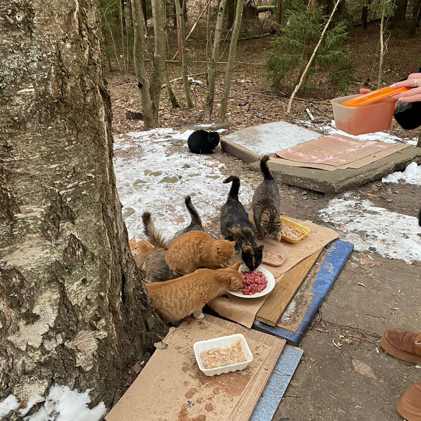 Кошки. Пристрой с улицы